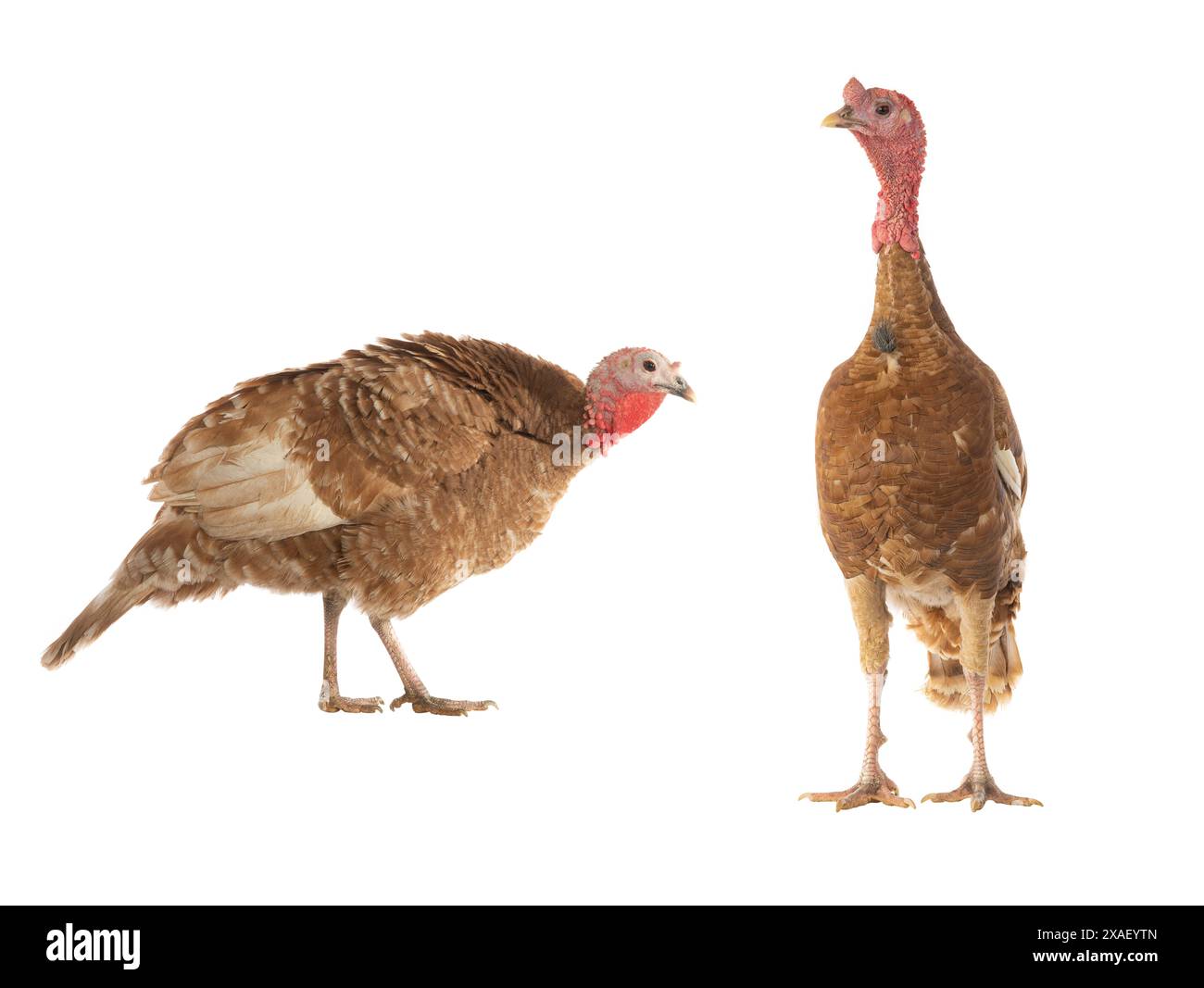 brown female and male turkeys isolated on white background Stock Photo ...