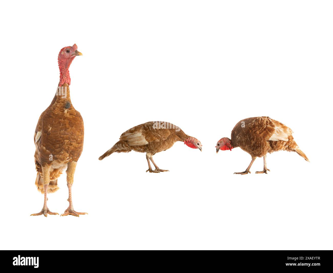 brown female and male turkeys isolated on white background Stock Photo ...