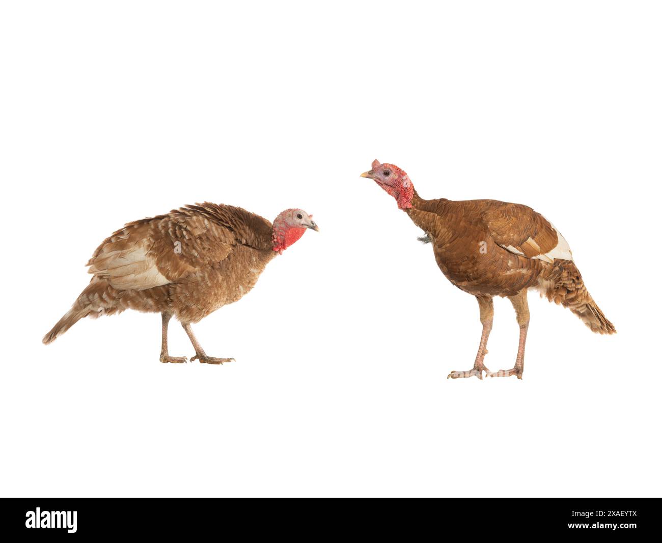 brown female and male turkeys isolated on white background Stock Photo ...