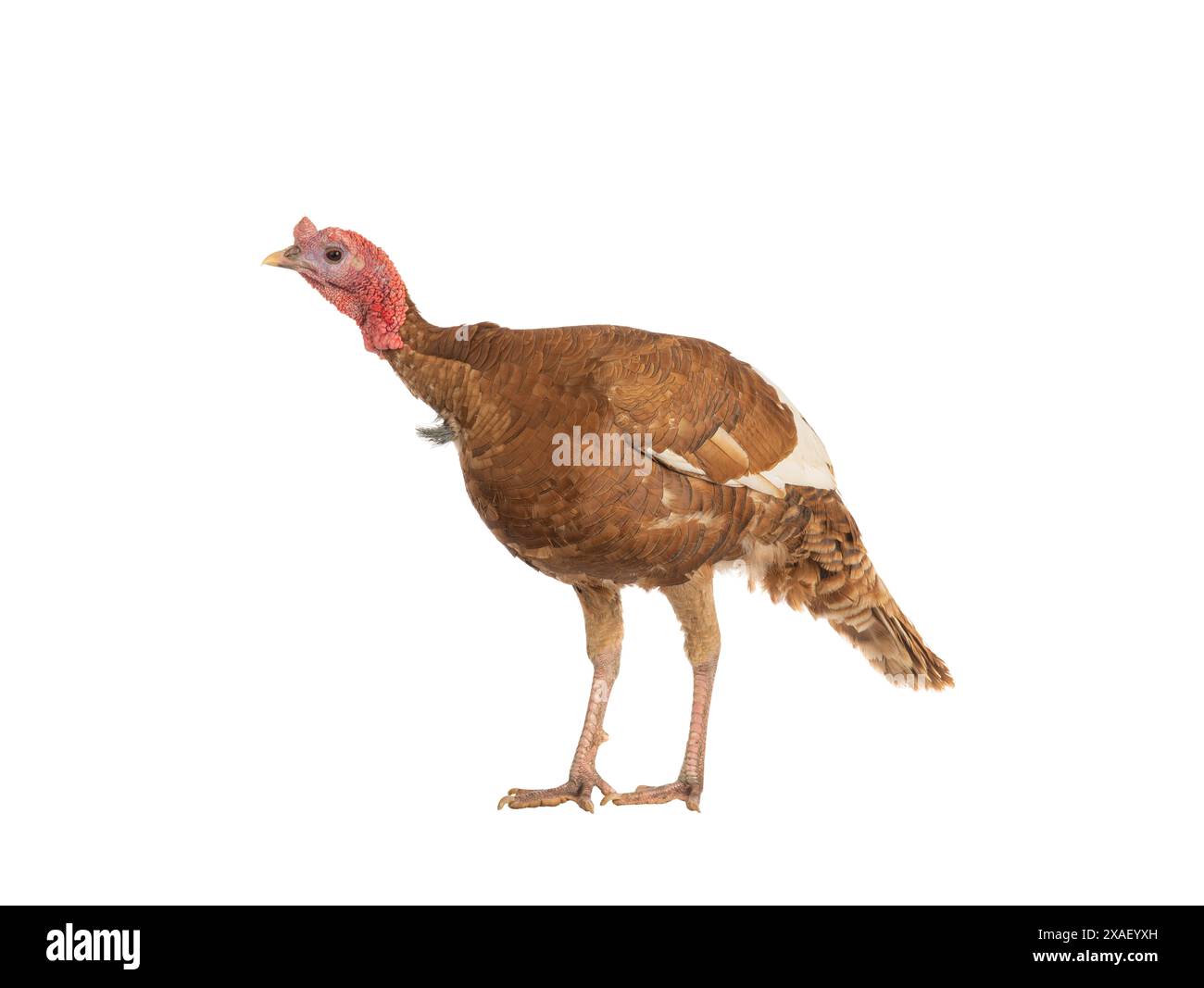 Bourbon red turkey male hi-res stock photography and images - Alamy