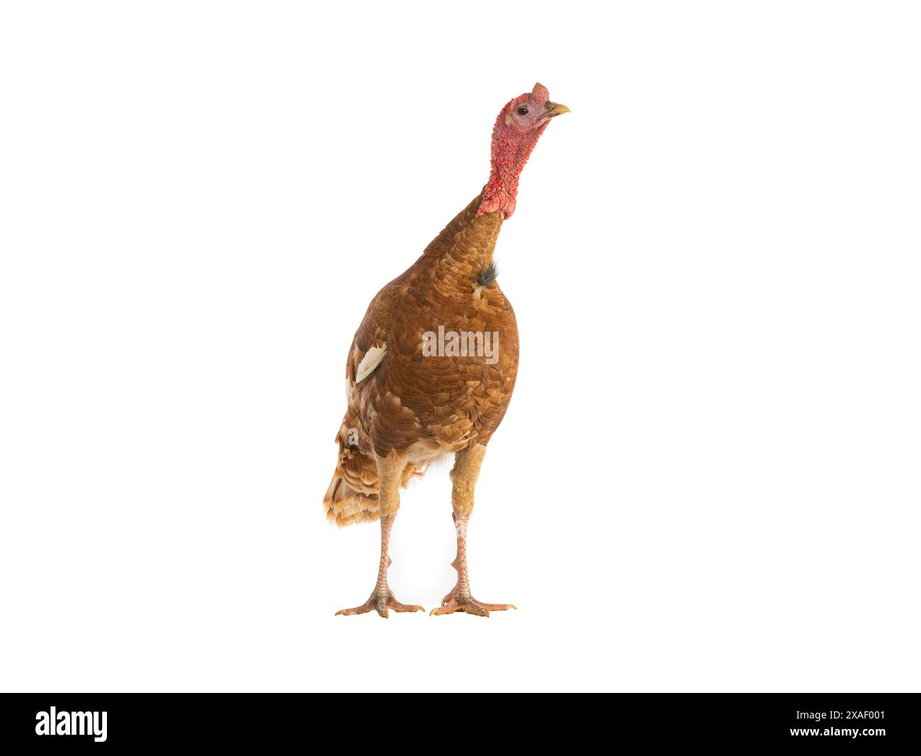 Bourbon red turkey male hi-res stock photography and images - Alamy