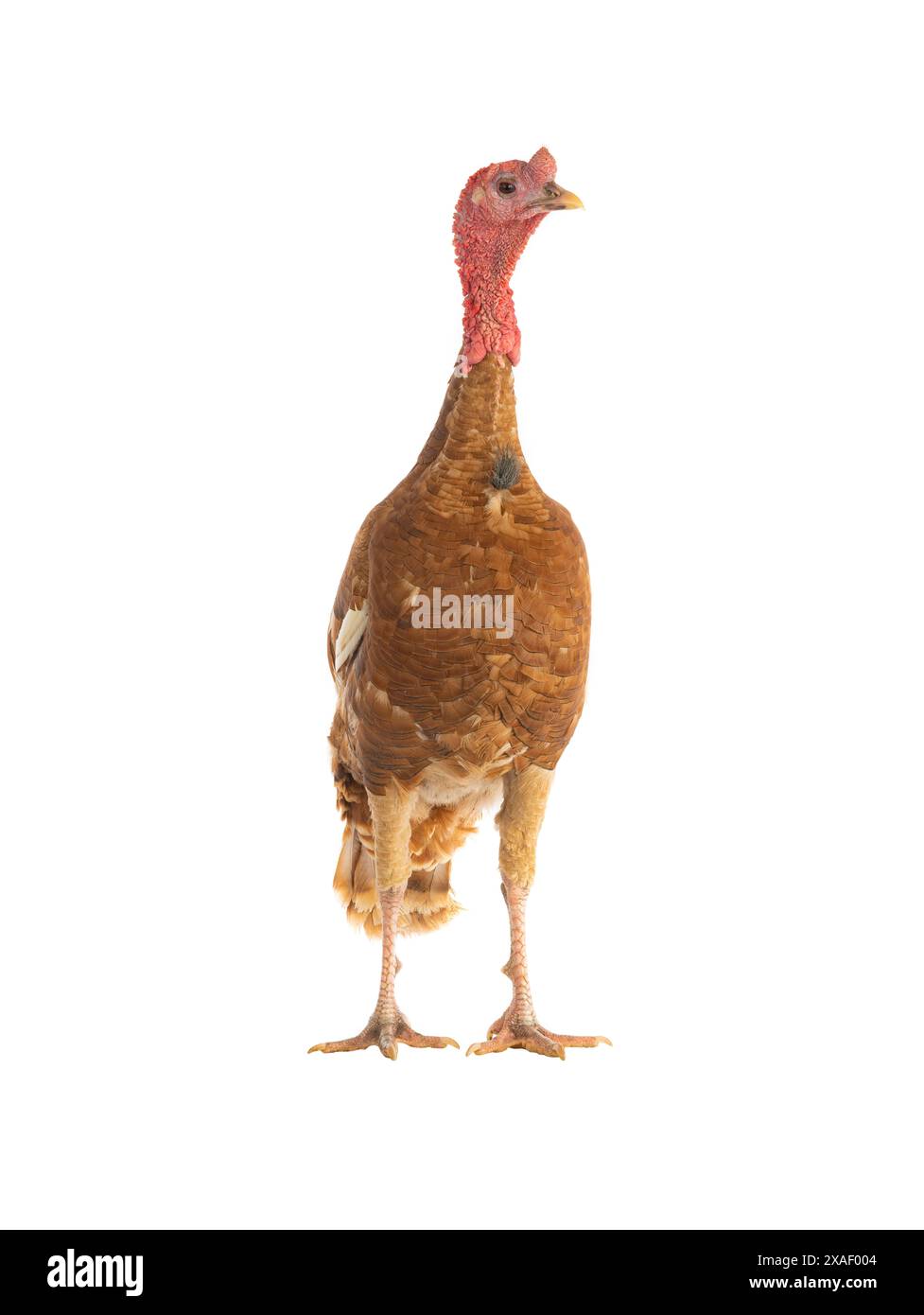 brown male turkey isolated on white background Stock Photo - Alamy