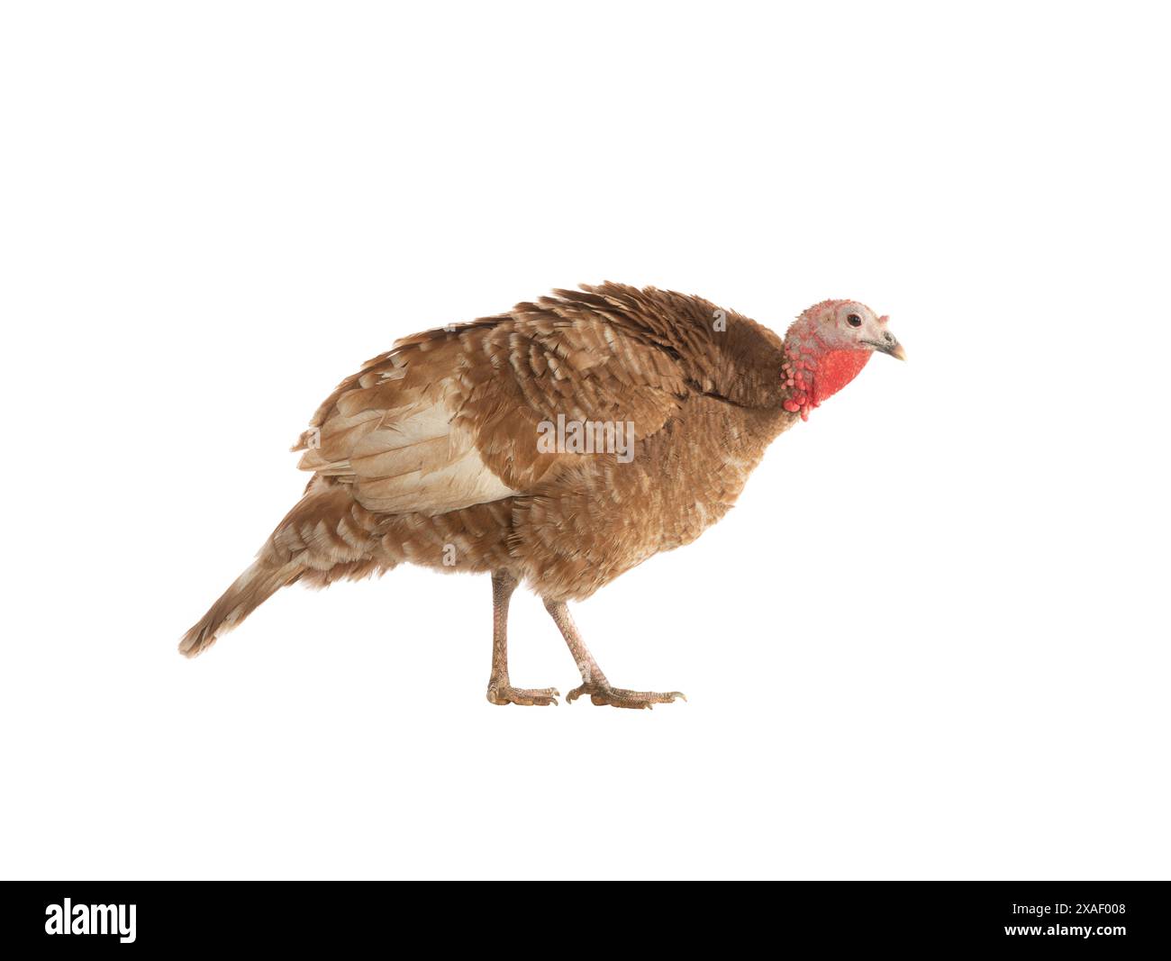brown female turkey isolated on white background Stock Photo - Alamy