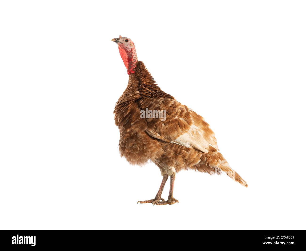 brown female turkey isolated on white background Stock Photo - Alamy