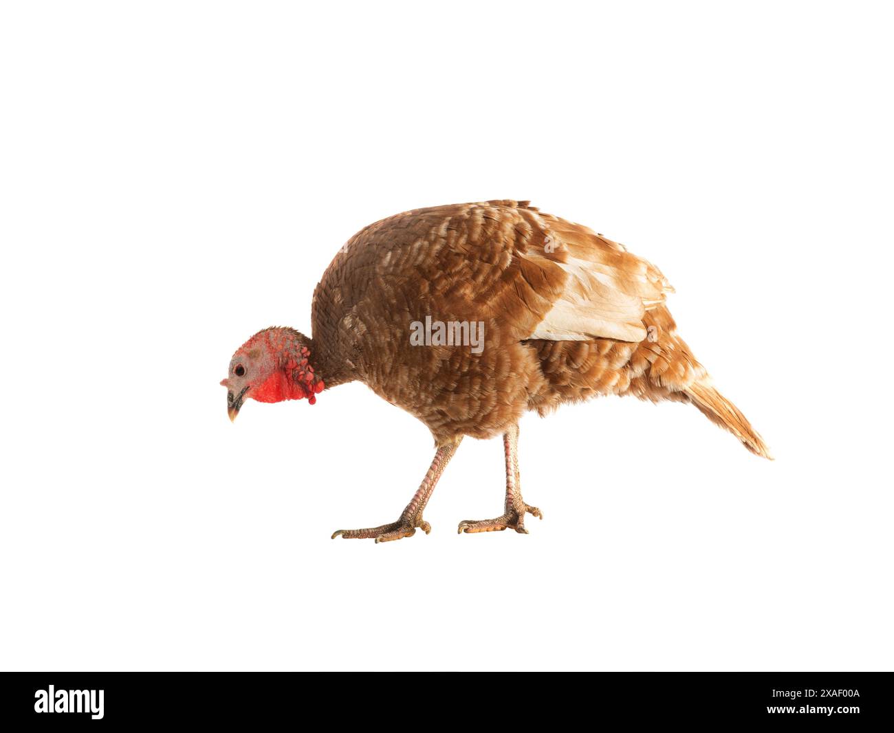 brown turkey isolated on white background Stock Photo - Alamy