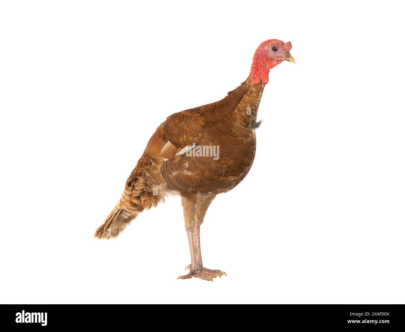 brown turkey isolated on white background Stock Photo - Alamy