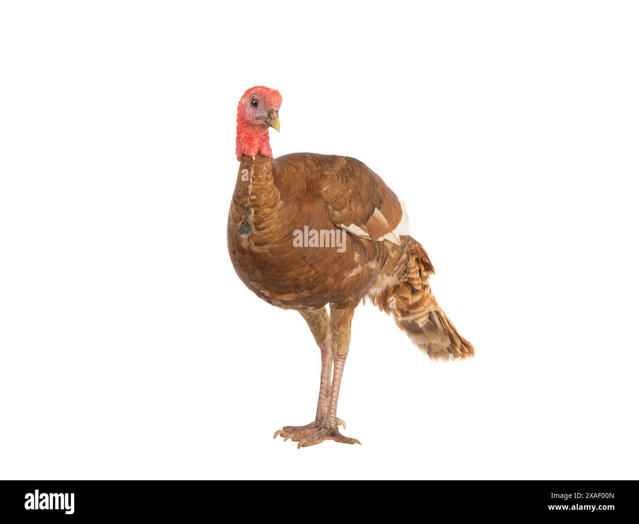 Bourbon red turkey male hi-res stock photography and images - Alamy