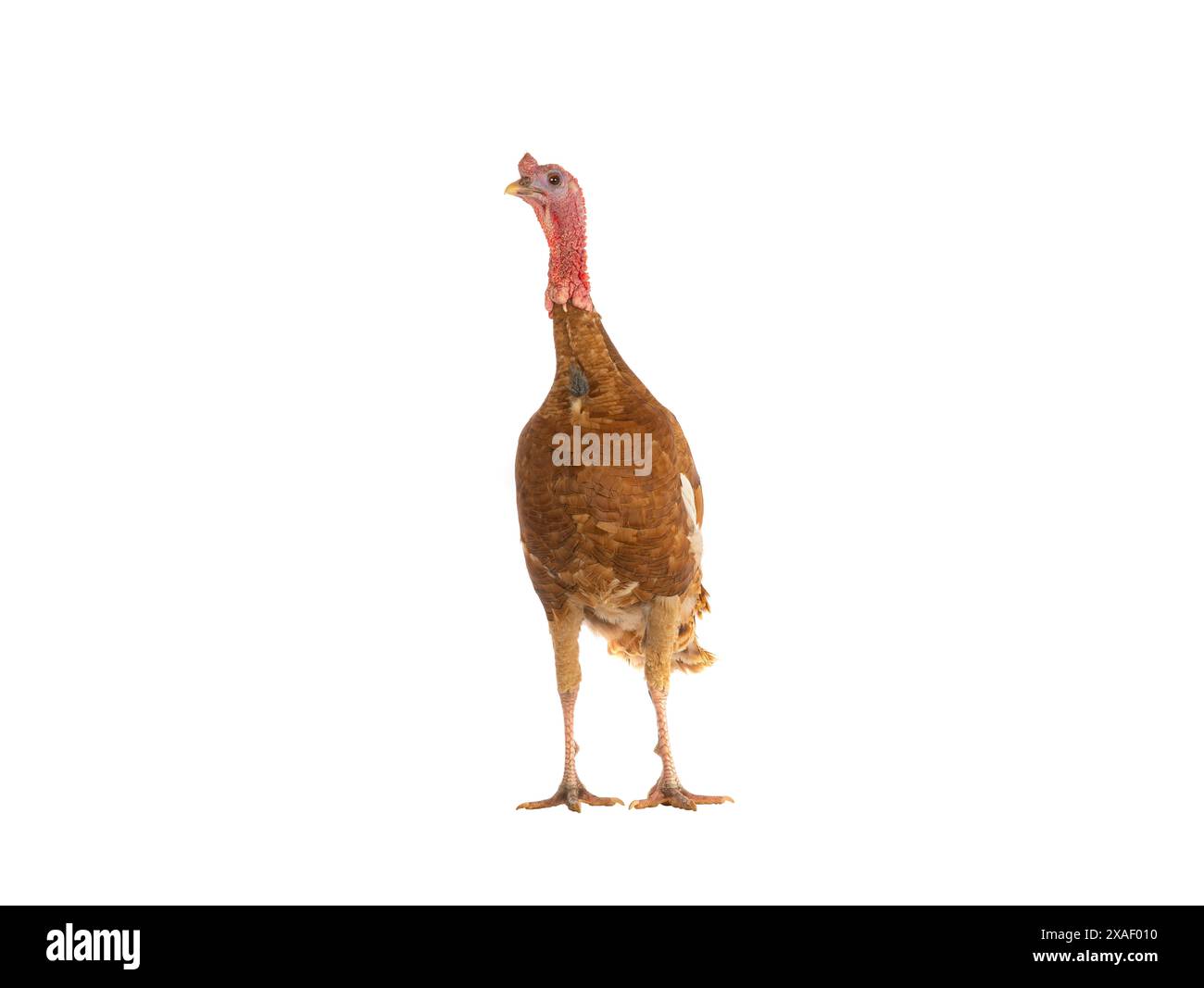 brown turkey isolated on white background Stock Photo - Alamy