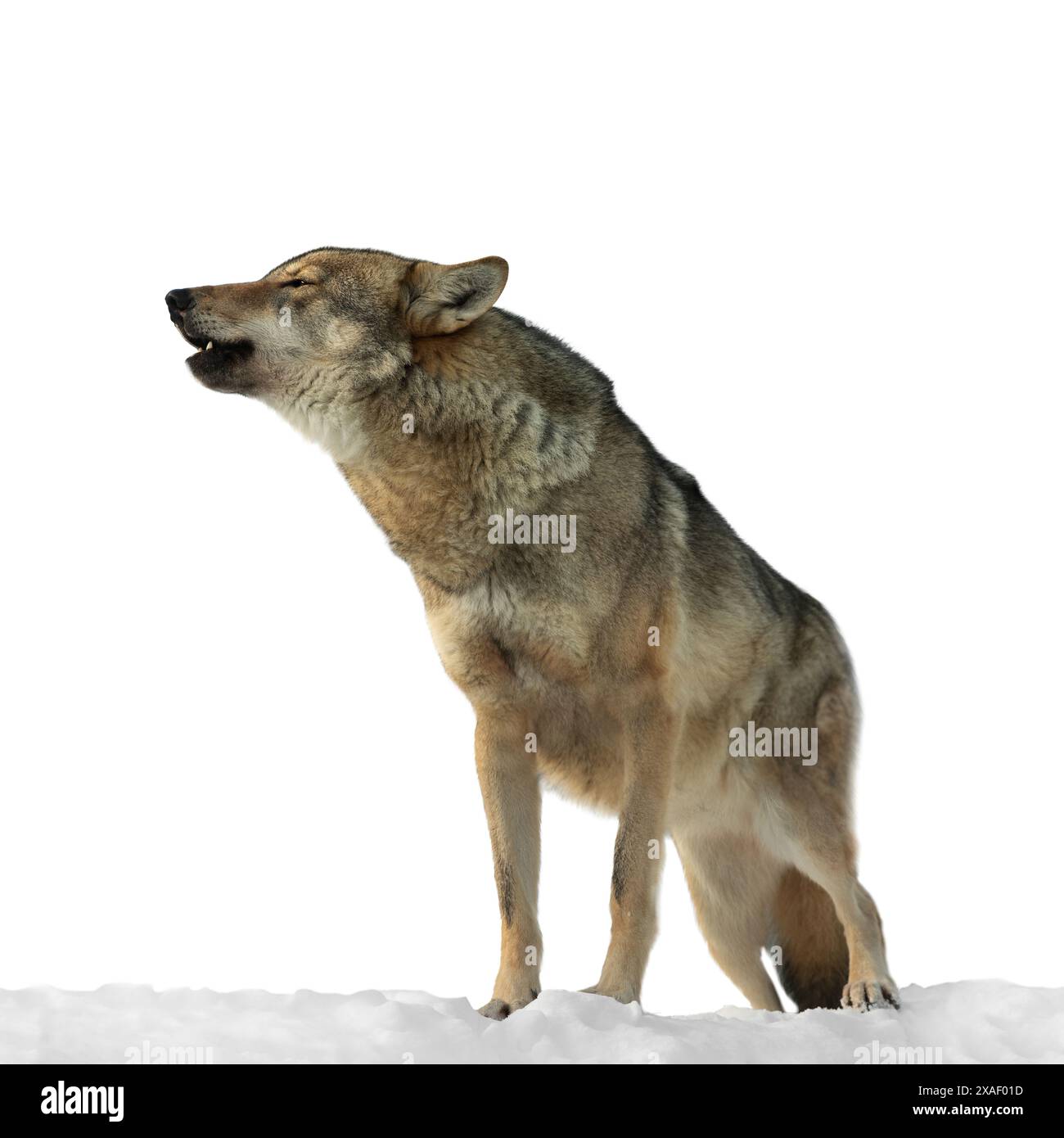 howling wolf standing on snow isolated on white background Stock Photo ...