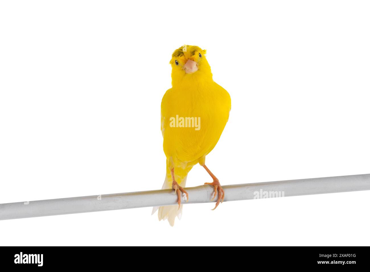 yellow canary isolated on white background. Studio Stock Photo - Alamy