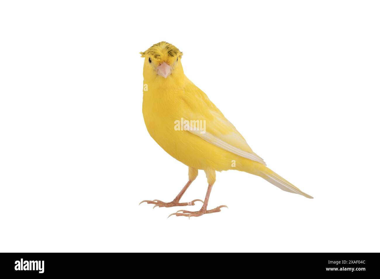 beautiful canary isolated on white background Stock Photo - Alamy
