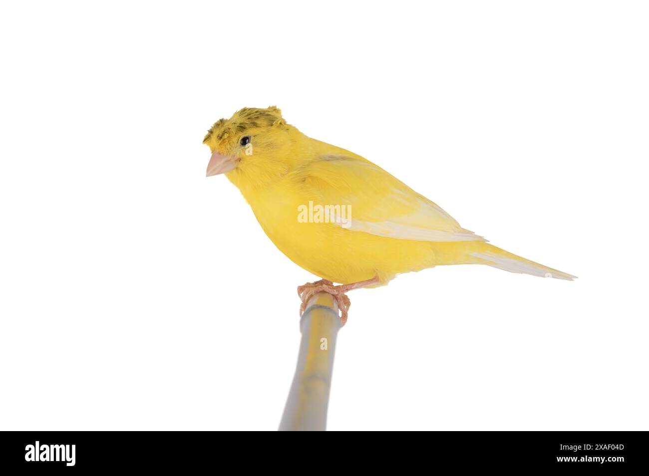 yellow canary sitting on a branch isolated on white background. Studio ...