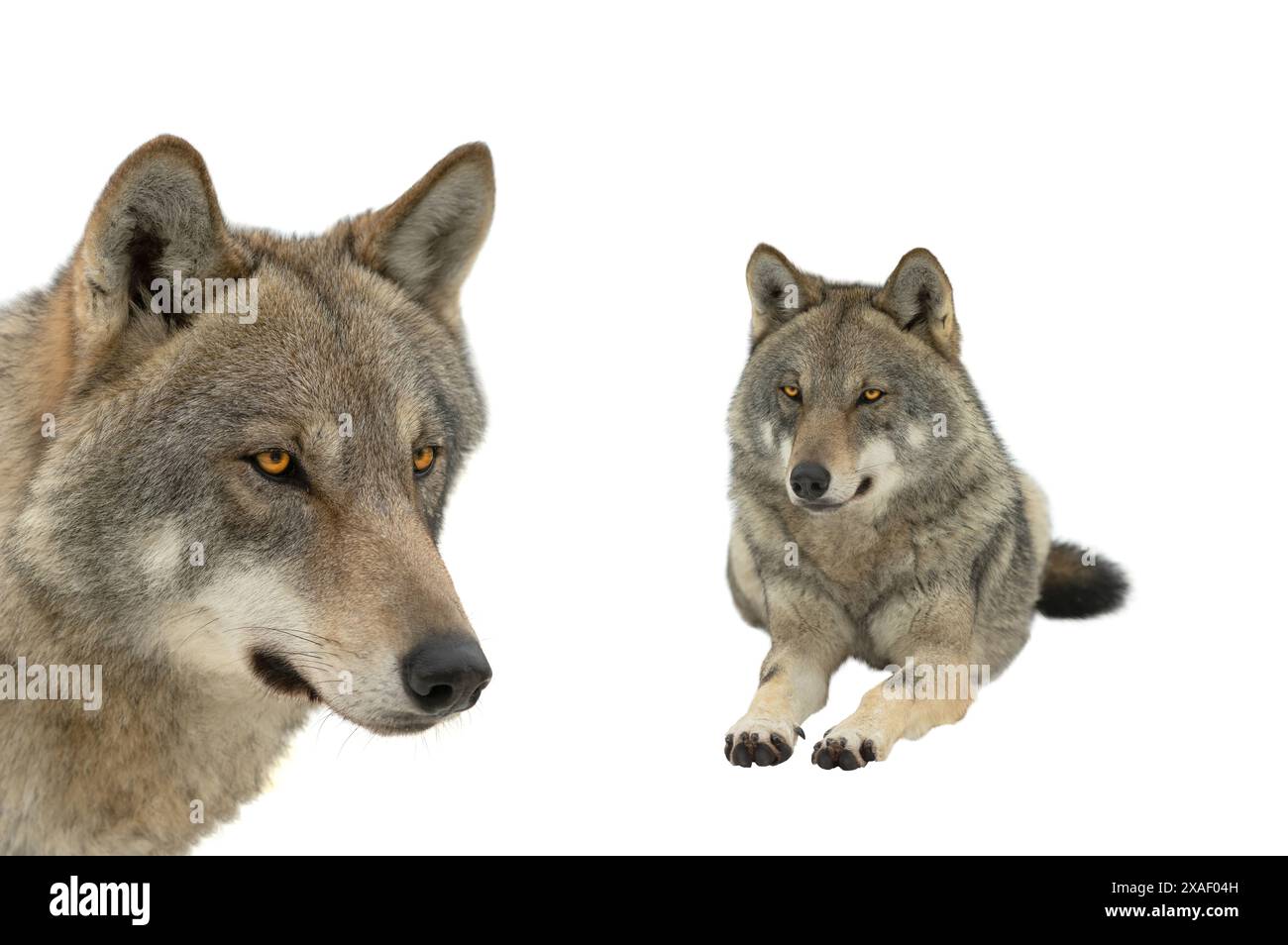two gray wolf portrait isolated on white background Stock Photo - Alamy