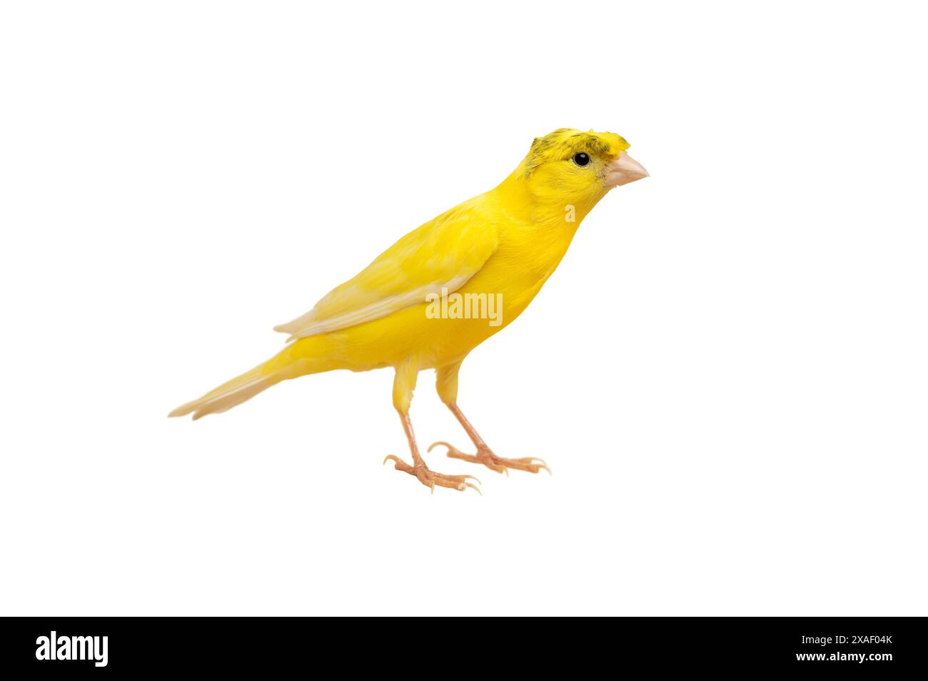 beautiful canary isolated on white background Stock Photo - Alamy