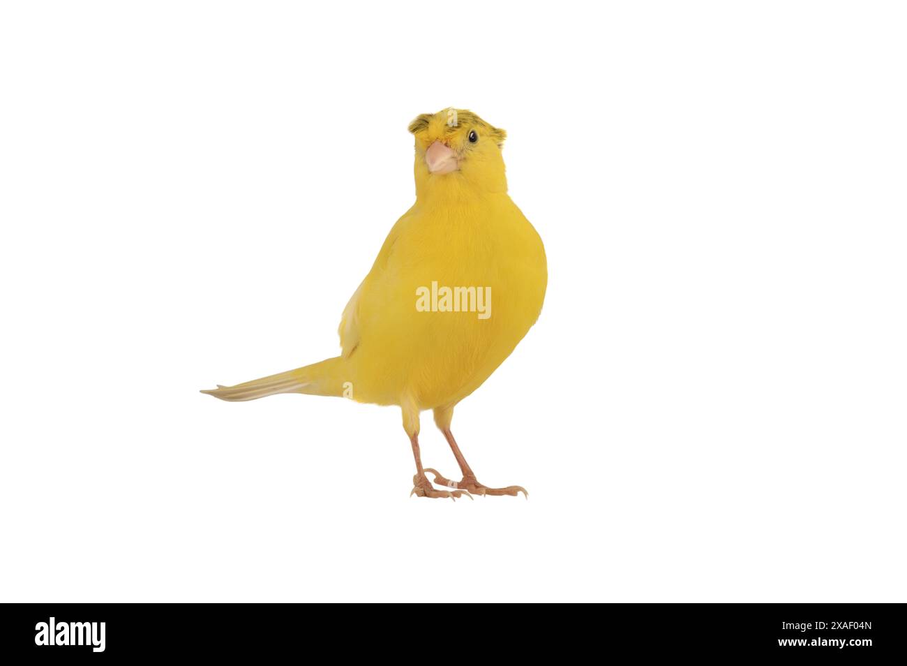 beautiful canary isolated on white background Stock Photo - Alamy