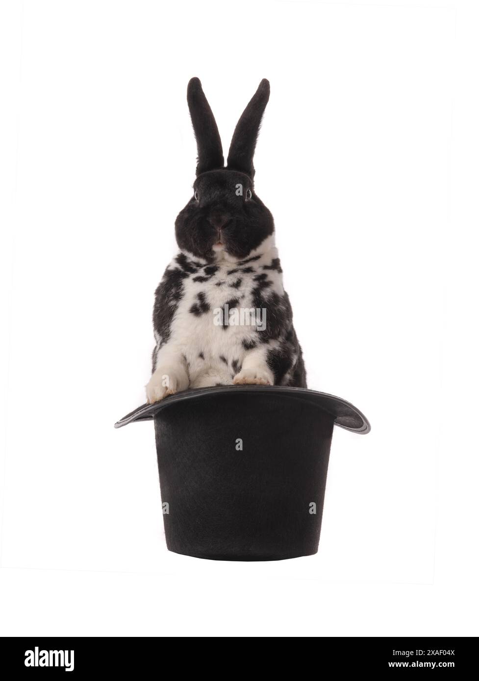 black and white rabbit in hat isolated on white background Stock Photo ...