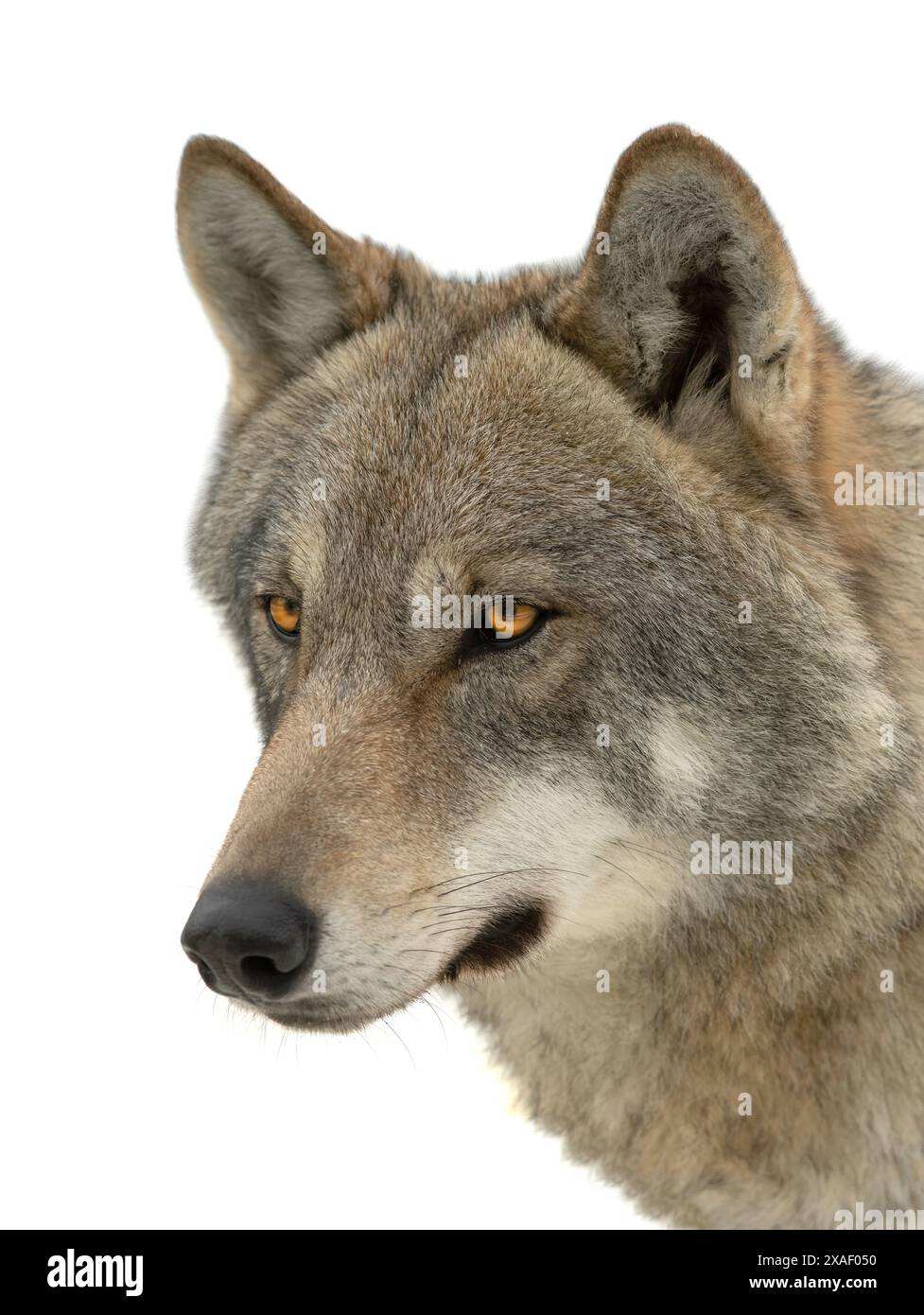 gray wolf portrait isolated on white background Stock Photo - Alamy