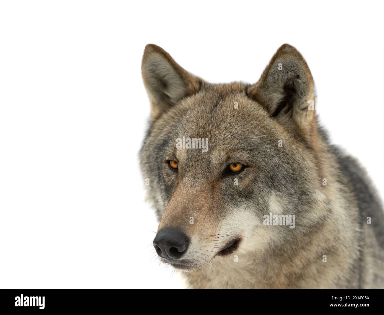 gray wolf portrait isolated on white background Stock Photo - Alamy