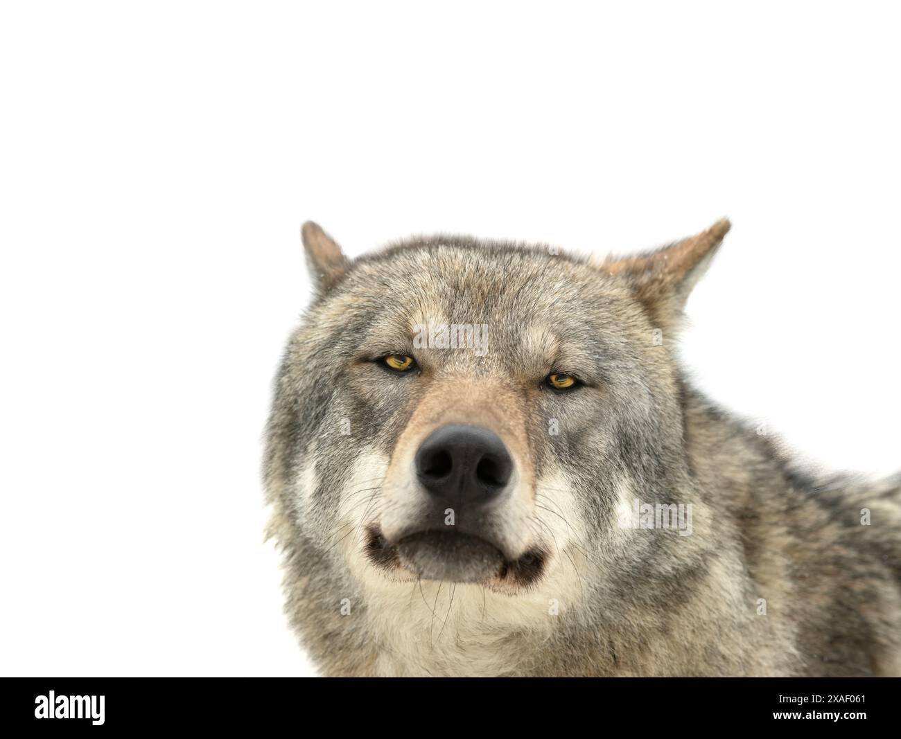 gray wolf portrait isolated on white background Stock Photo - Alamy