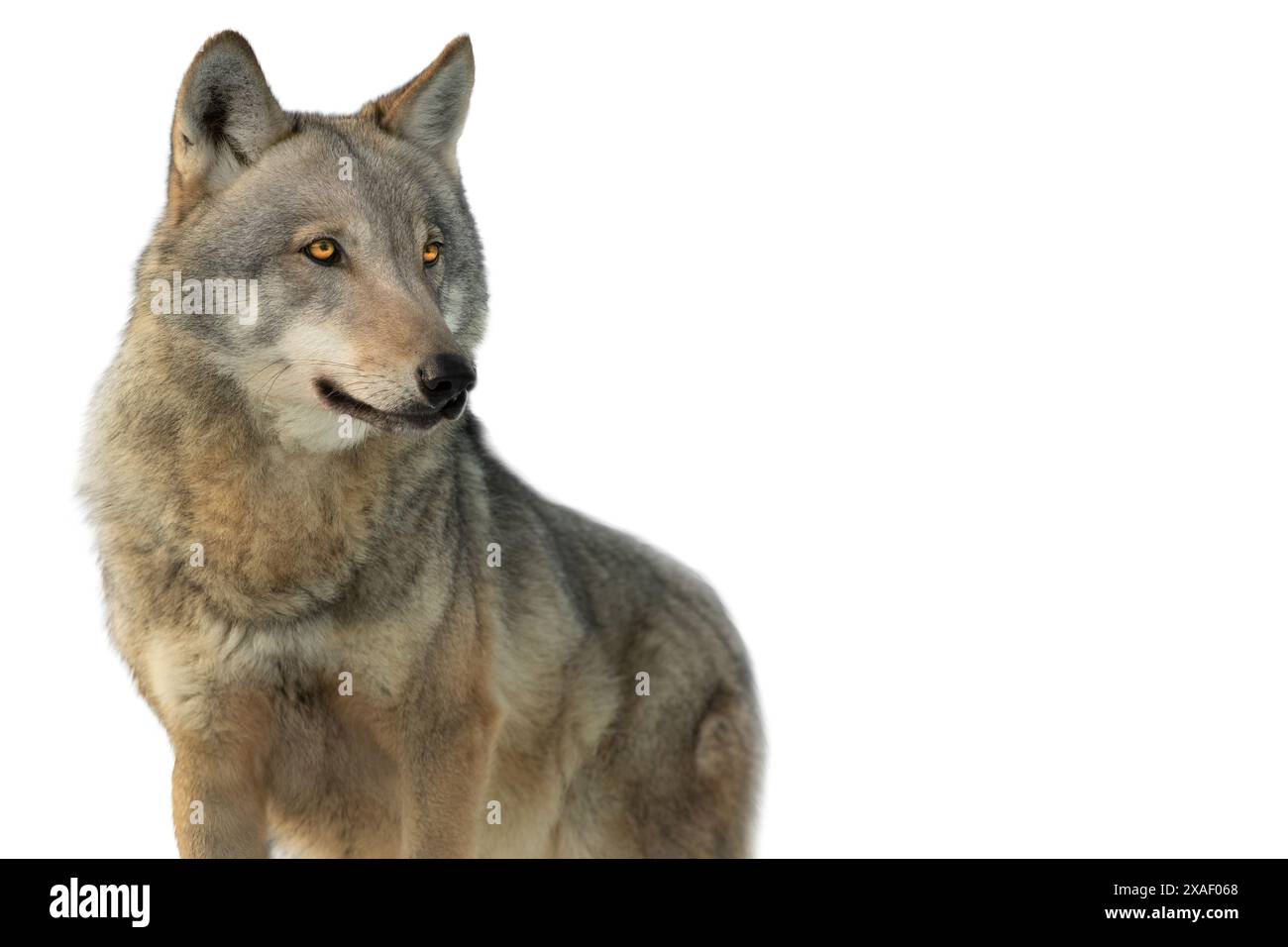 gray wolf isolated on white background Stock Photo - Alamy