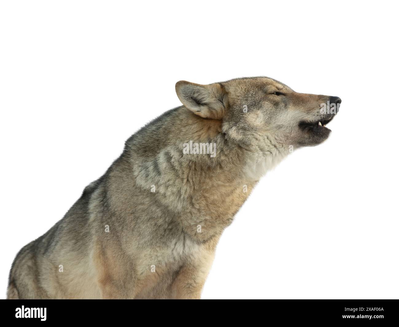 howling gray wolf, isolated on white background Stock Photo - Alamy