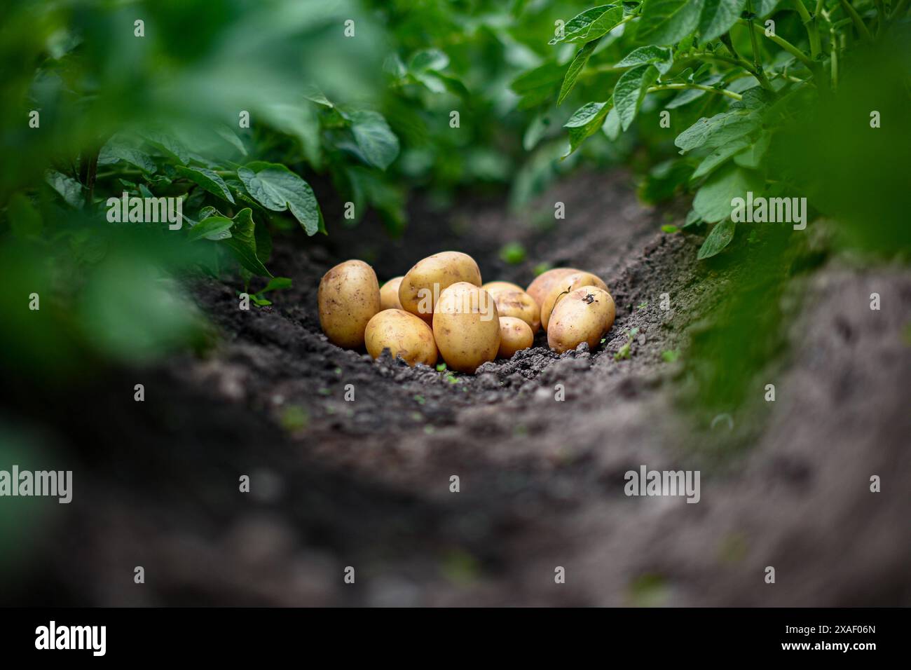 Ripe potatoes in garden hi-res stock photography and images - Alamy