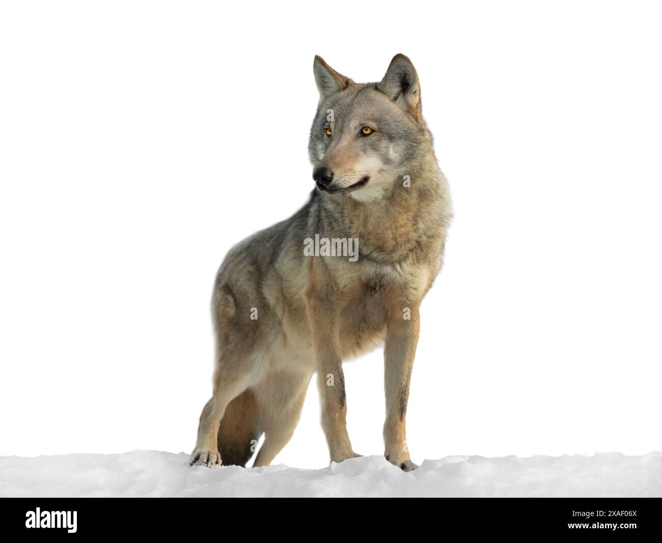gray wolf standing on snow isolated on white background Stock Photo - Alamy