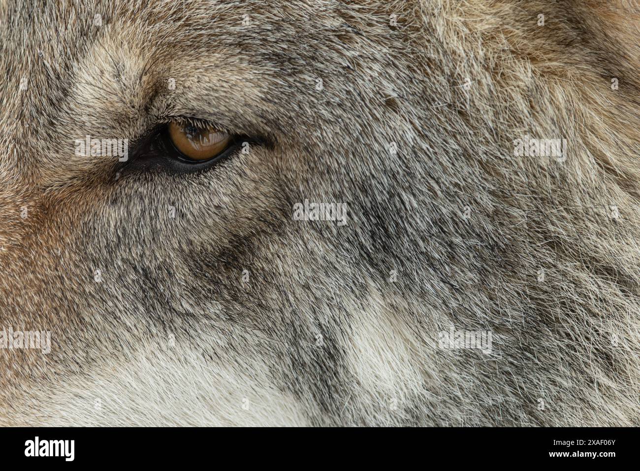 Wolf eye hi-res stock photography and images - Alamy