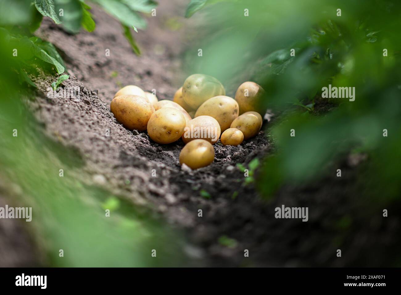 Organic brown potatoes in hi-res stock photography and images - Alamy