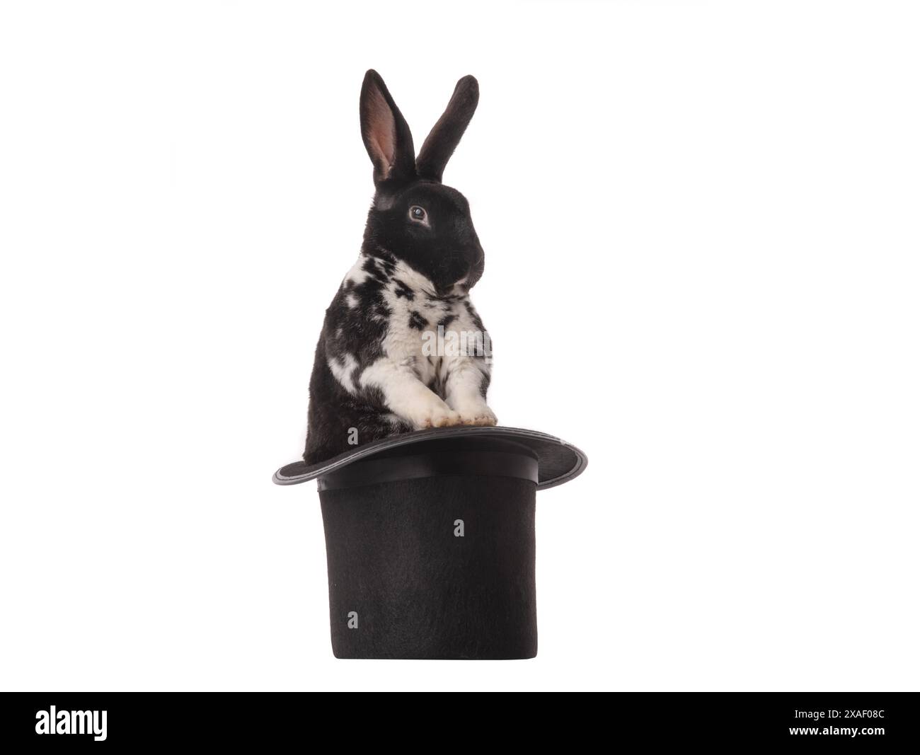 black and white rabbit in hat isolated on white background Stock Photo ...