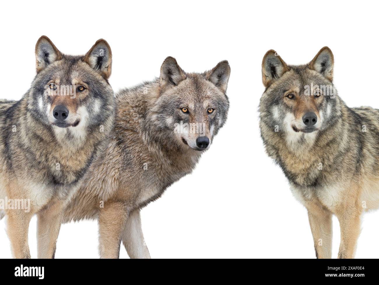 wolfs isolated on white background Stock Photo - Alamy