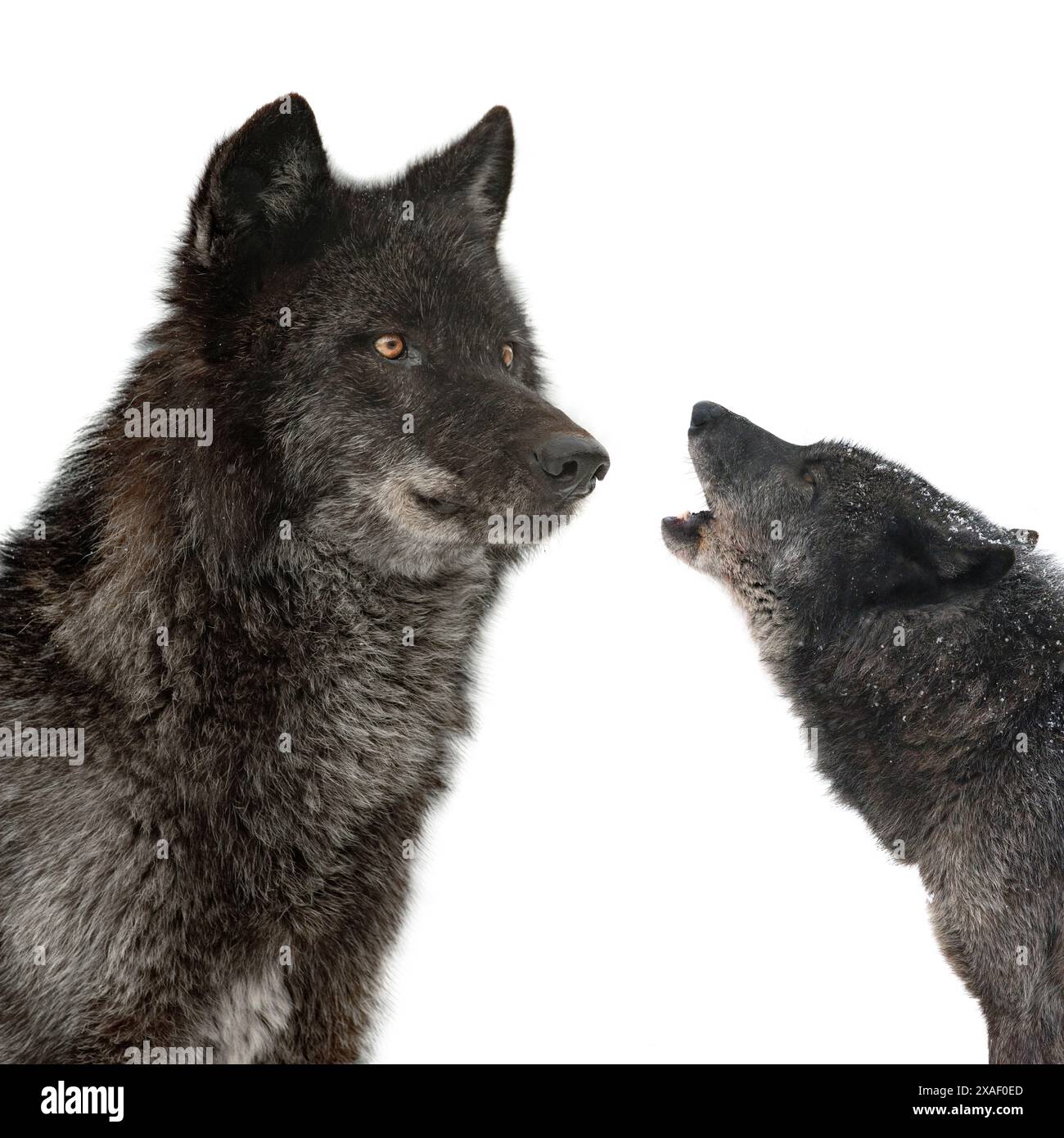 canadian black wolf isolated on white background Stock Photo - Alamy