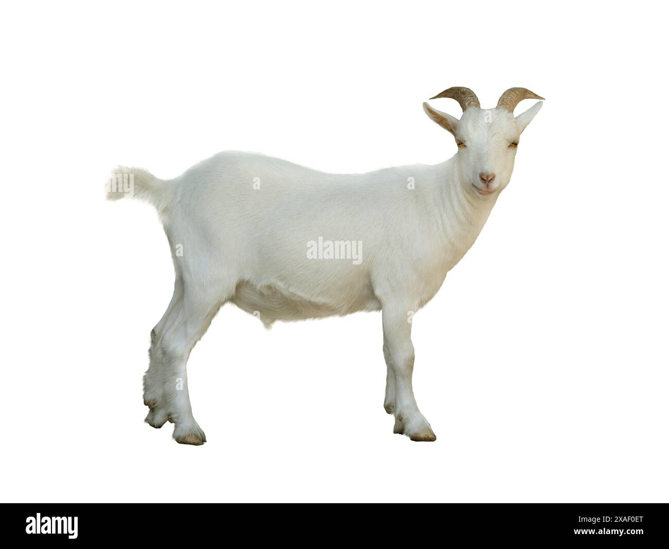 Brown white goat standing Cut Out Stock Images & Pictures - Alamy