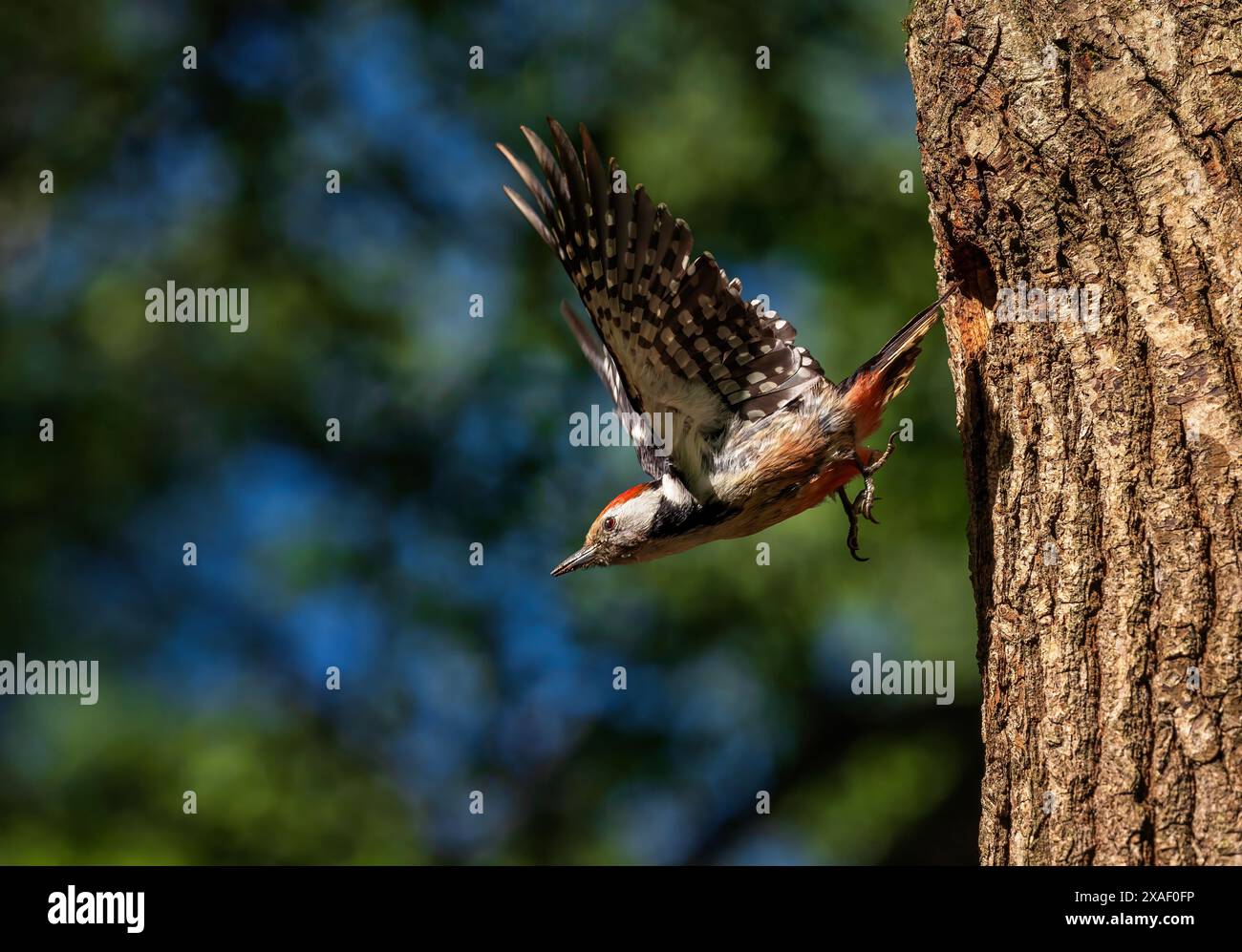 a woodpecker bird flies out of a tree nest from its chicks, spreading ...