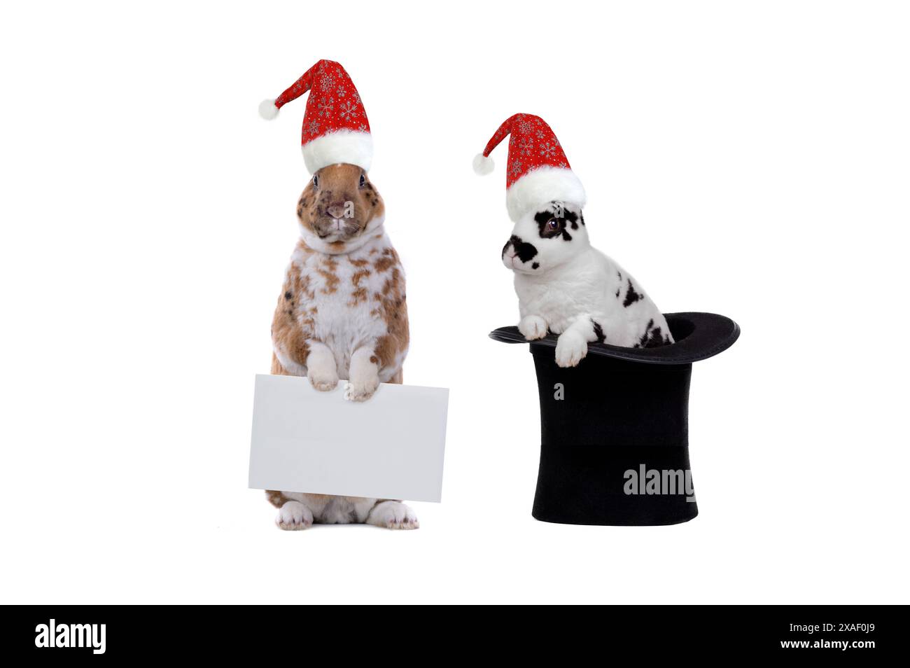 two rabbits in a New Year's hat with a board for writing text on a ...