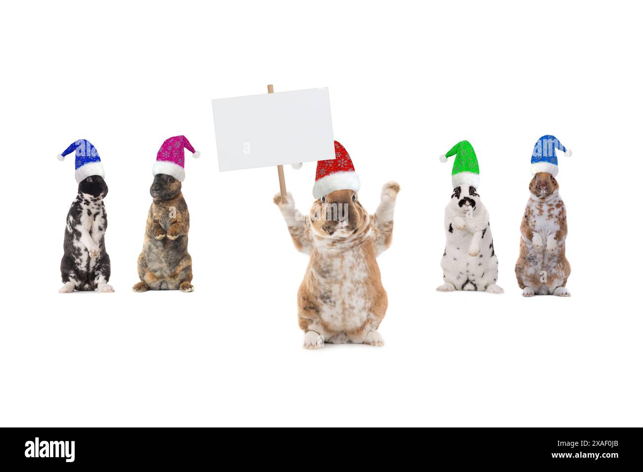 Cute furry bunny cartoon hi-res stock photography and images - Alamy