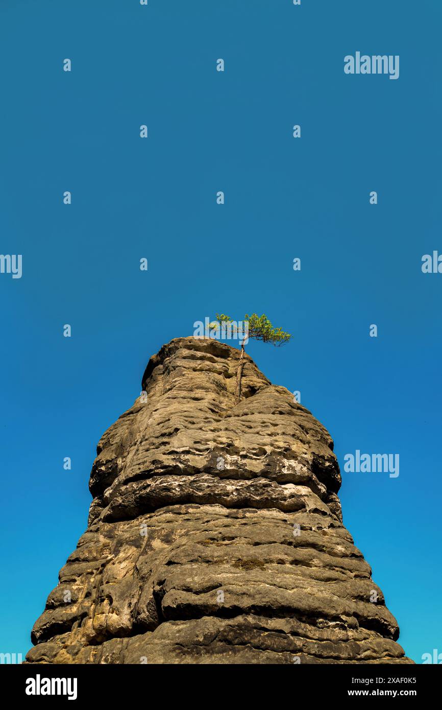 Tree growing on top hi-res stock photography and images - Alamy
