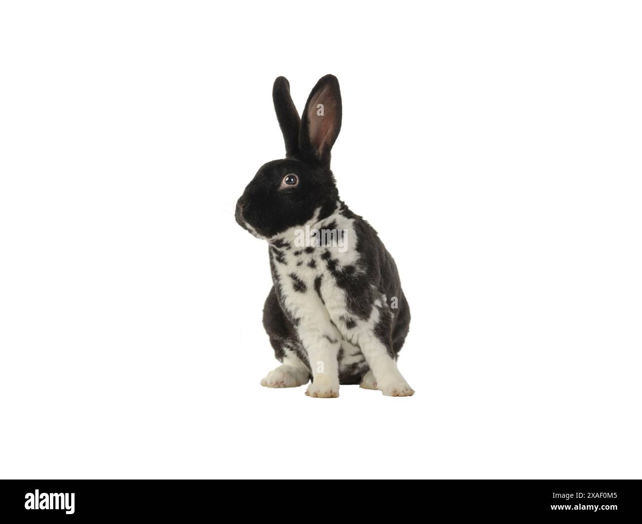 black and white Rabbit isolated on white background Stock Photo - Alamy