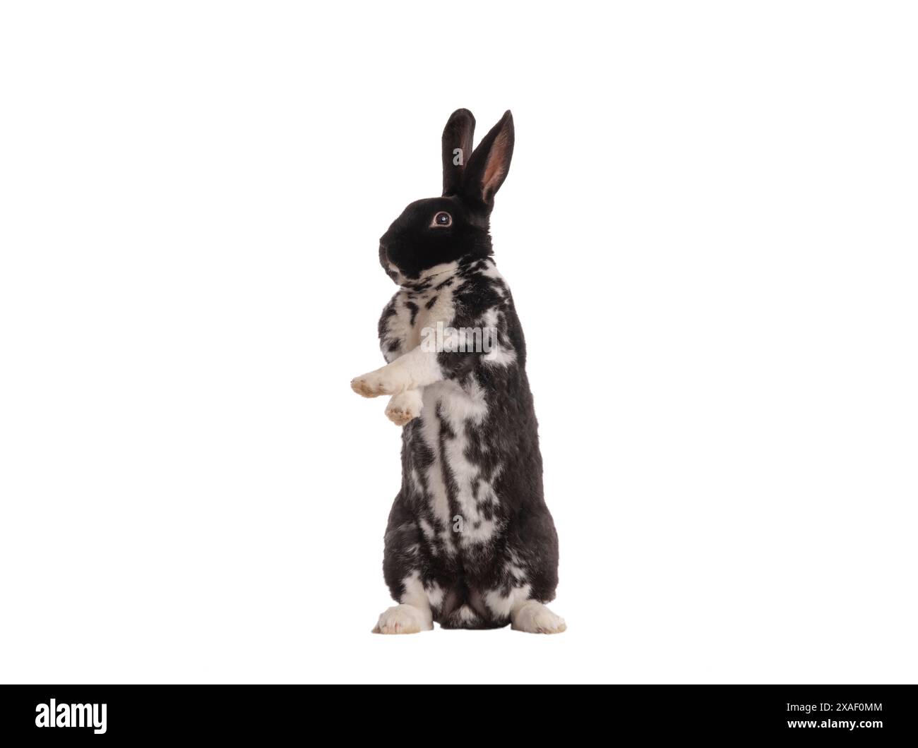 black and white rabbit stands on its hind legs isolated on white ...