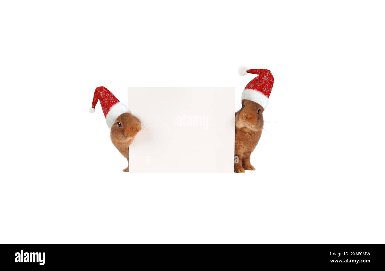 two rabbits in santa hats with a blackboard for writing text on a white ...