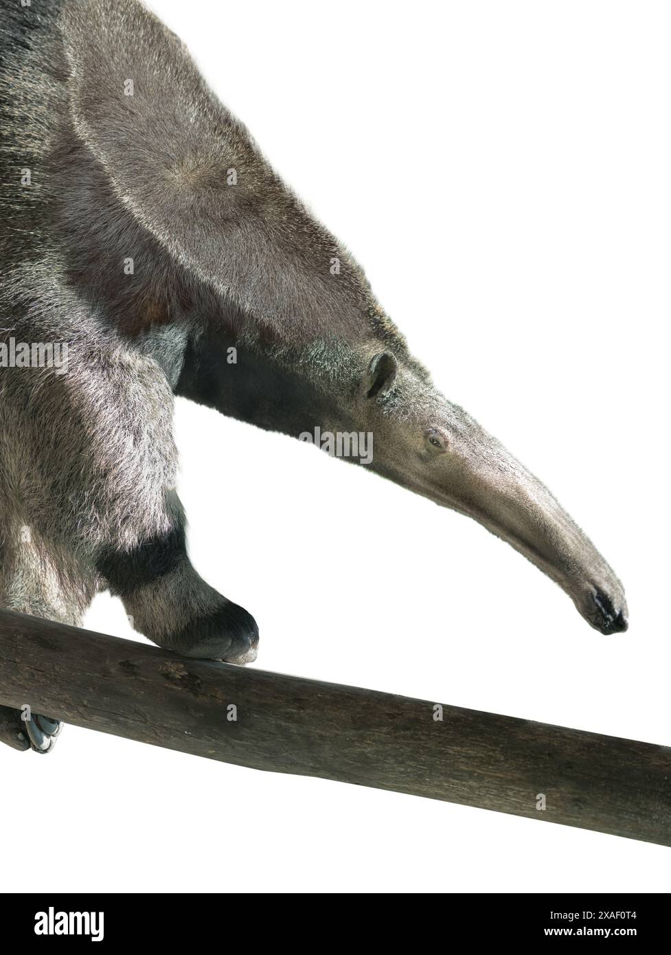 Isolated portrait of wild animal with long tail hi-res stock ...