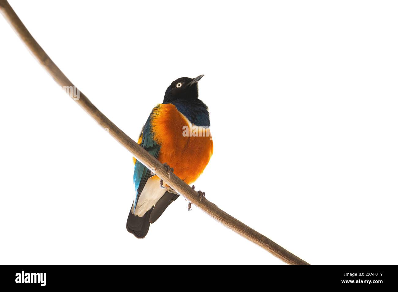 golden breasted staling (Lamprotornis regius) sitting on a tree branch ...