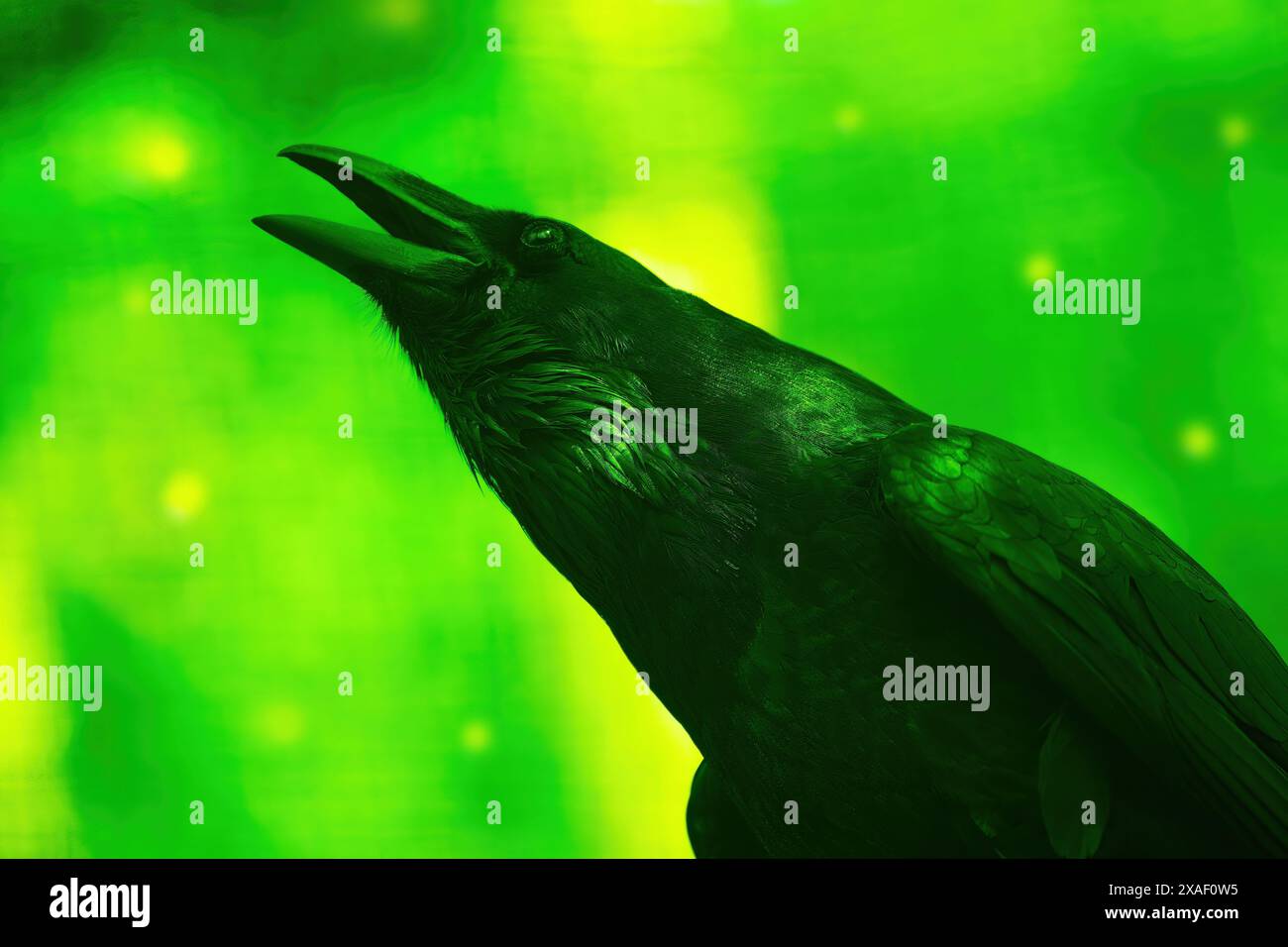 Black raven icon hi-res stock photography and images - Alamy