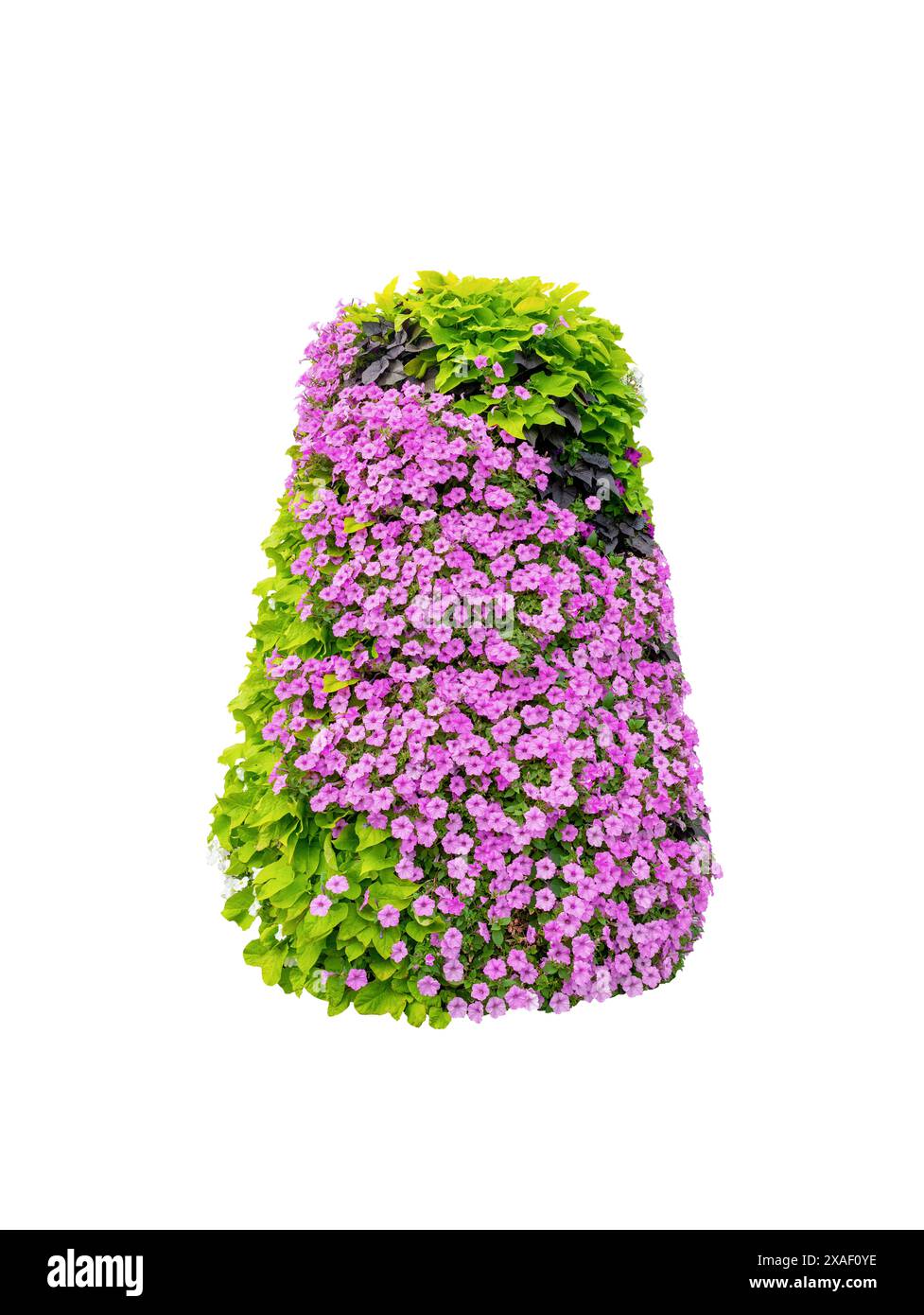 cascade of petunias isolated on white background Stock Photo - Alamy