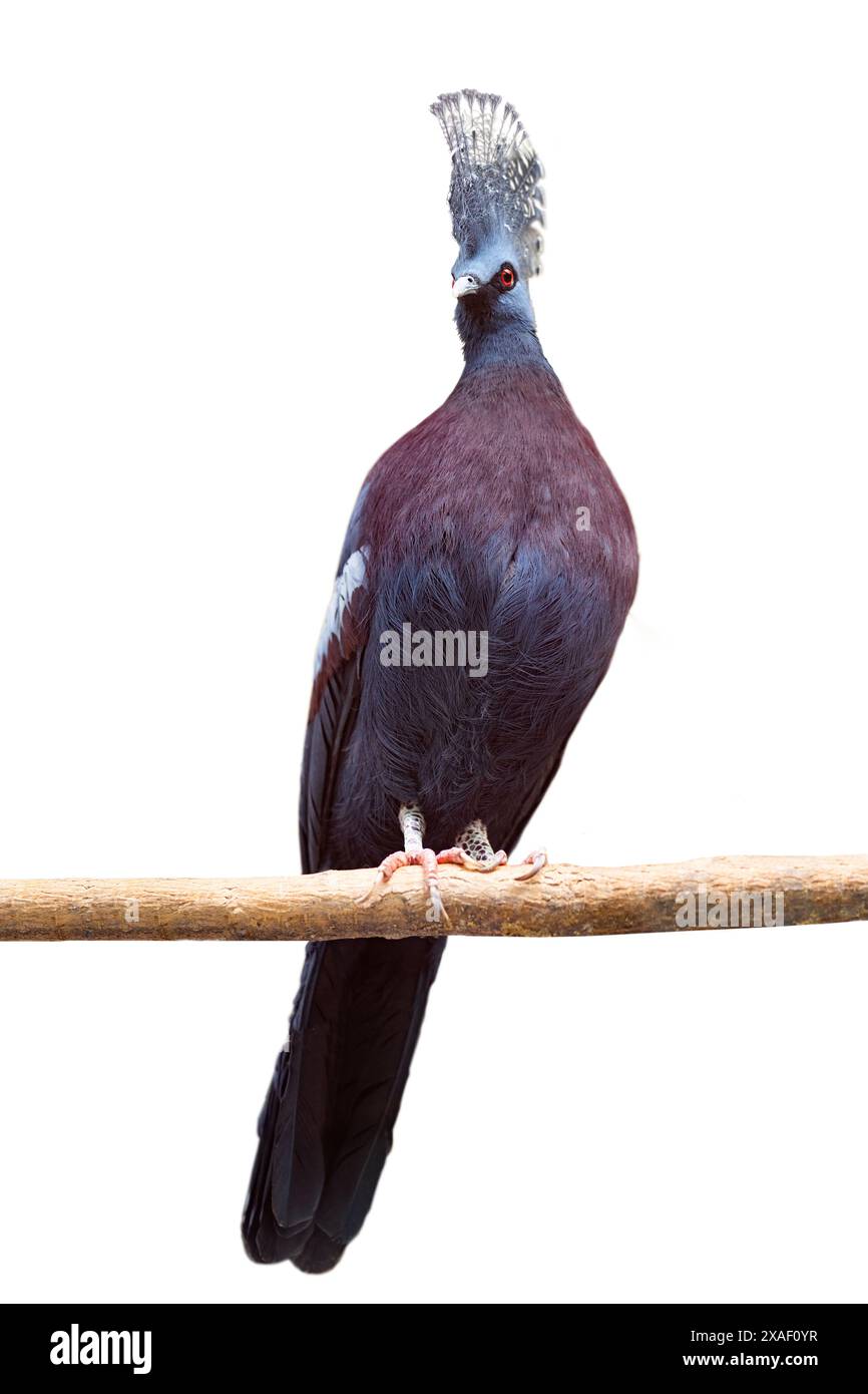 southern crowned-pegeon (sclateri) isolated on white background Stock ...