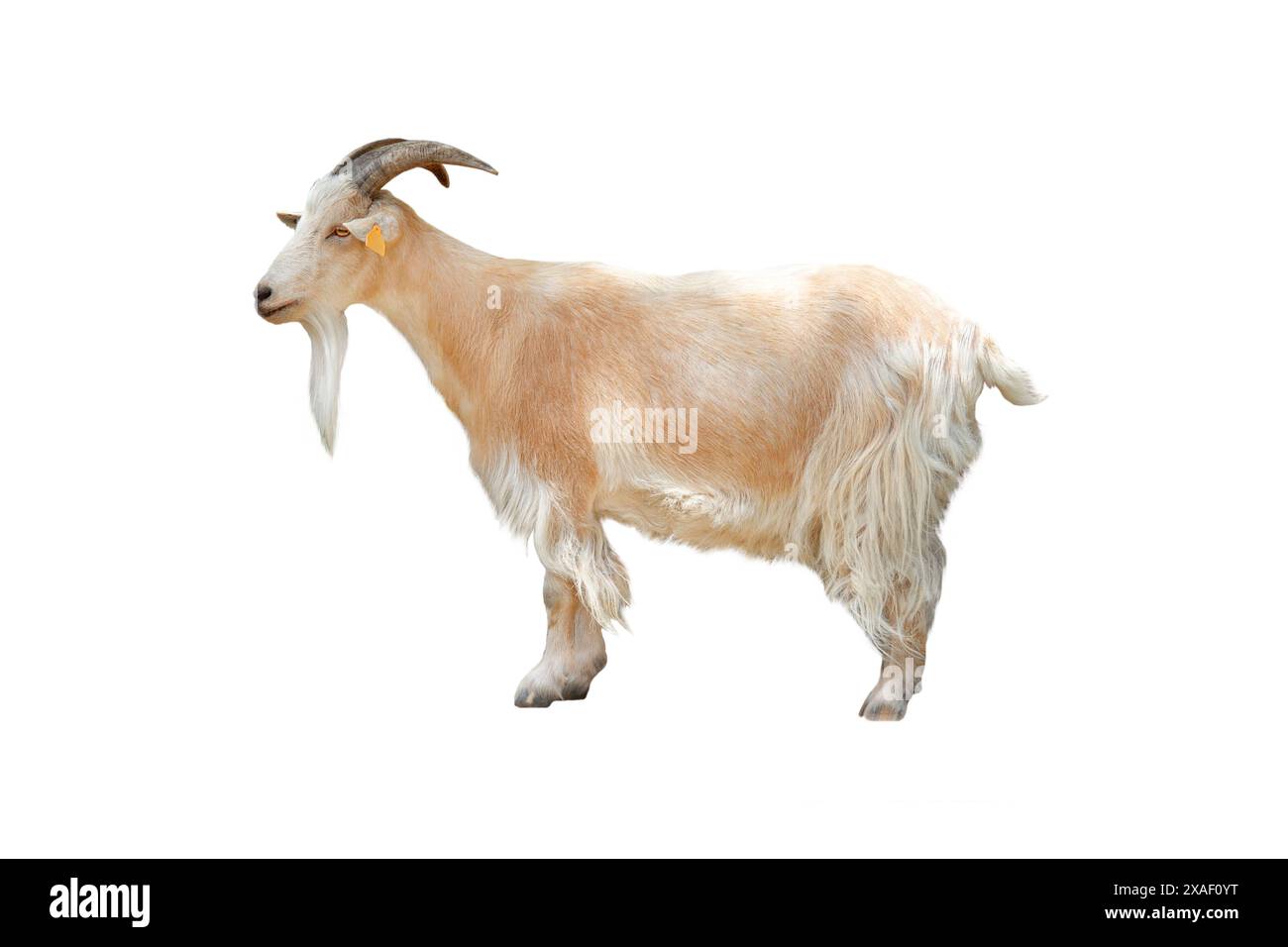 pygmy goat isolated on white background Stock Photo - Alamy