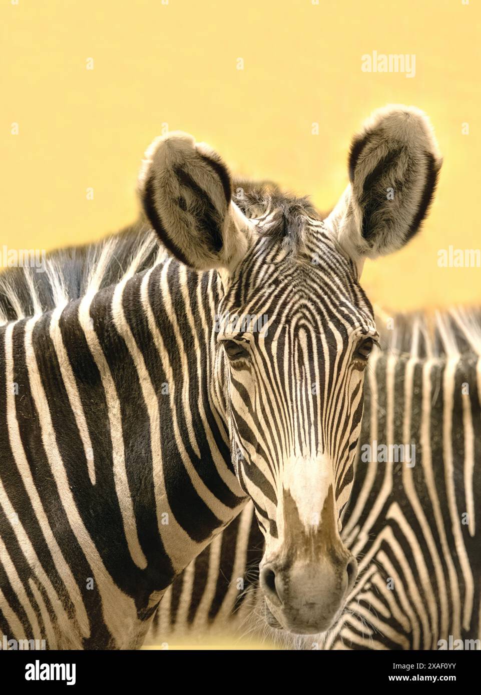 zebra portrait on yellow background Stock Photo - Alamy