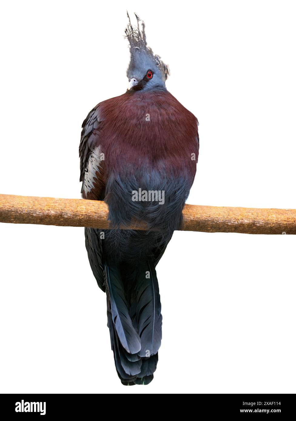 southern crowned-pegeon (sclateri) isolated on white background Stock ...