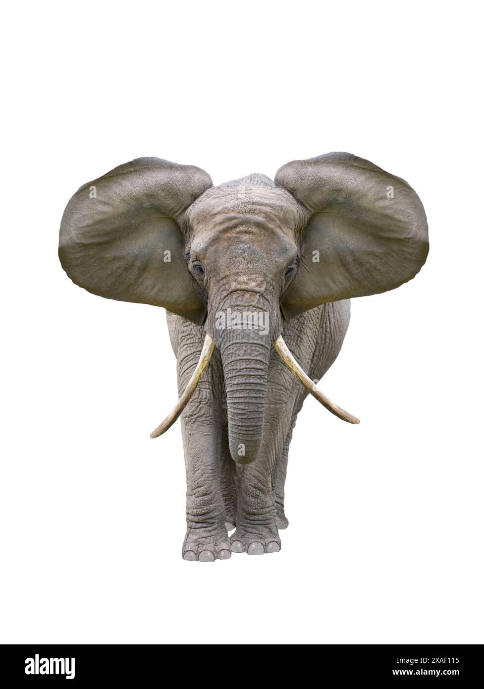 elephant isolated on white background Stock Photo - Alamy