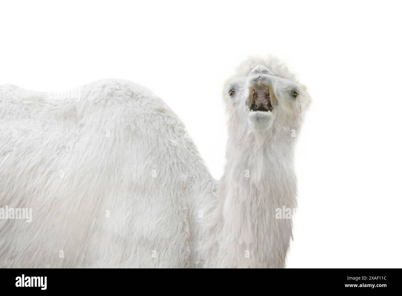 White camel cry isolated on white background Stock Photo - Alamy